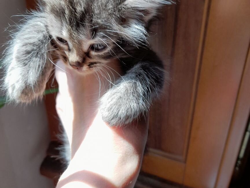 Котята ищут новый дом