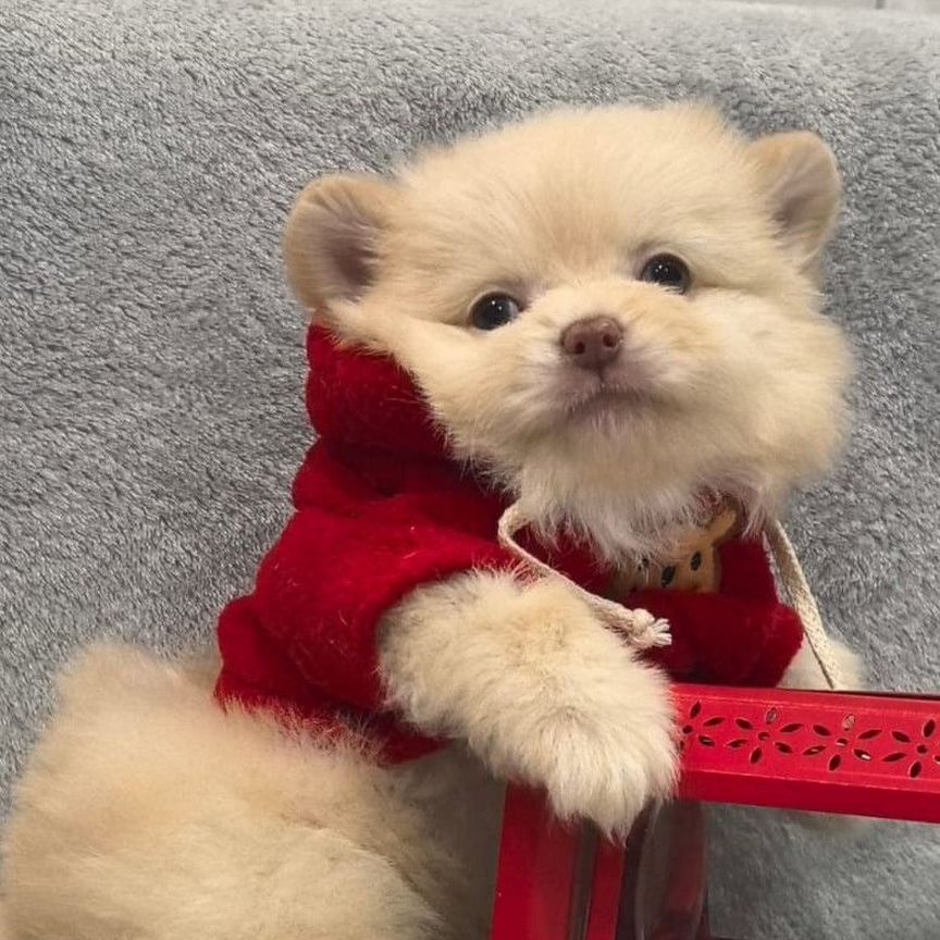 Шпиц мальчишка