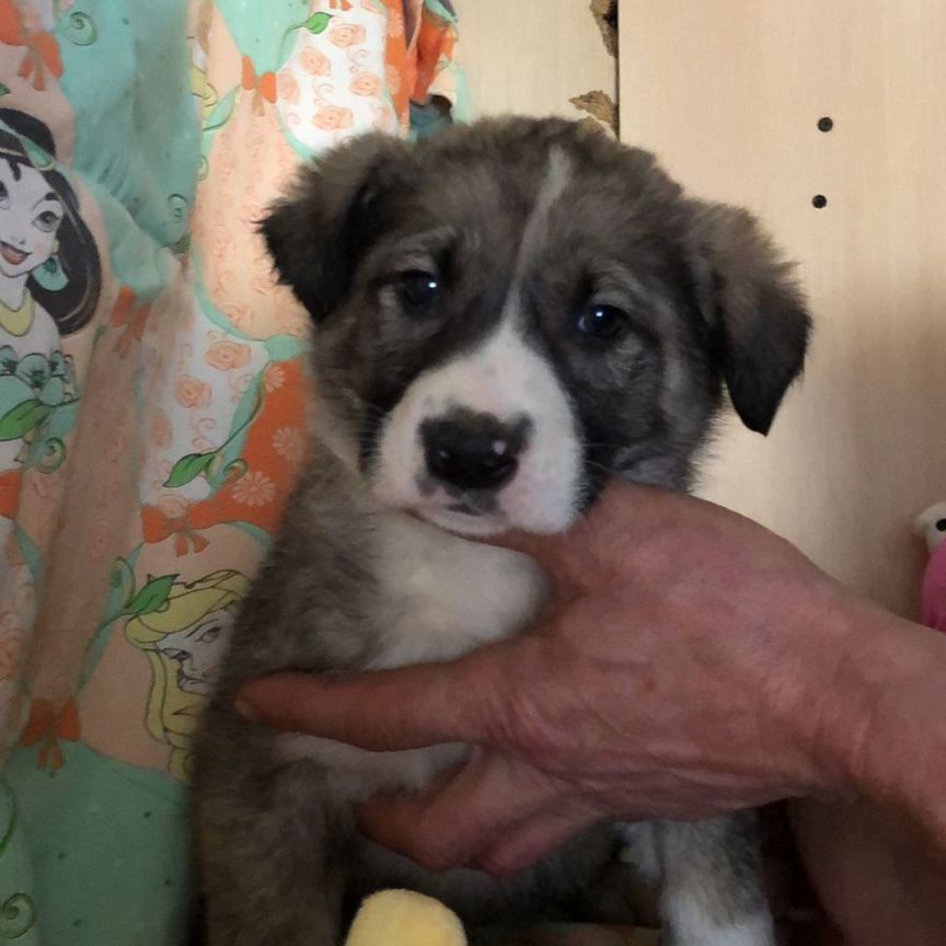 Щенки на охрану, крепкие, здоровые