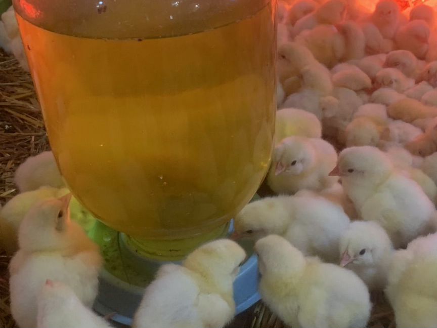 Цыленок бройлера(Арбор Айкрес, Кобб500,Рос308)