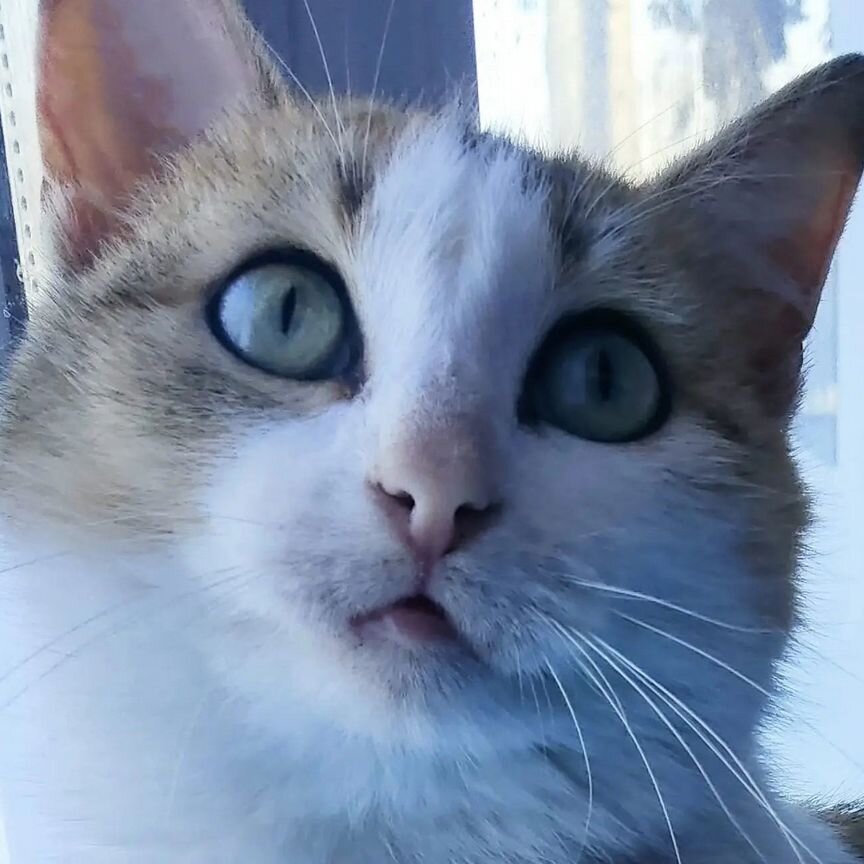 Взрослая кошка в добрые руки