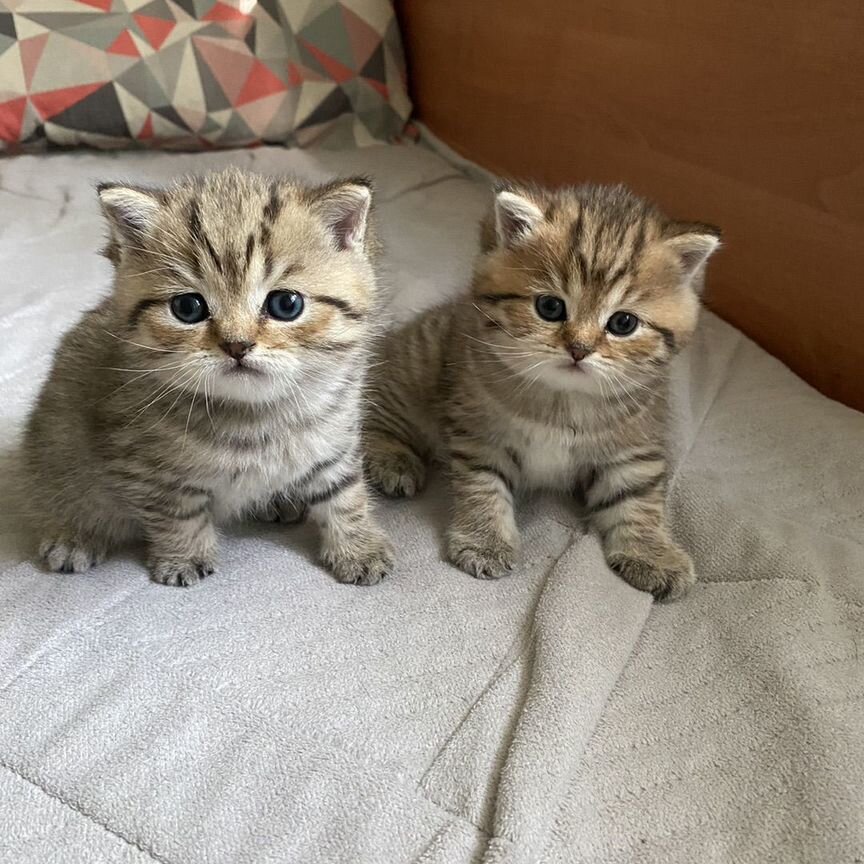 Шотландская