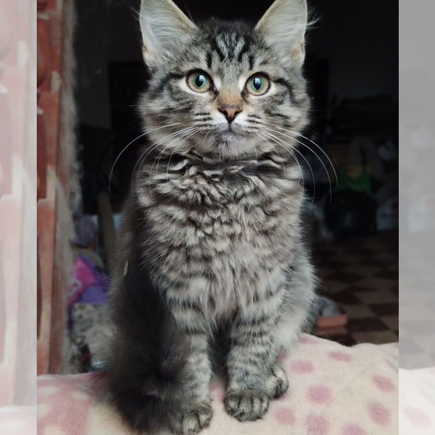 Сибирский котёнок