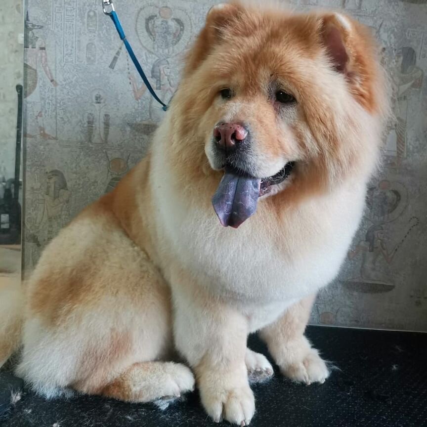 Отдам в добрые руки Чау чау