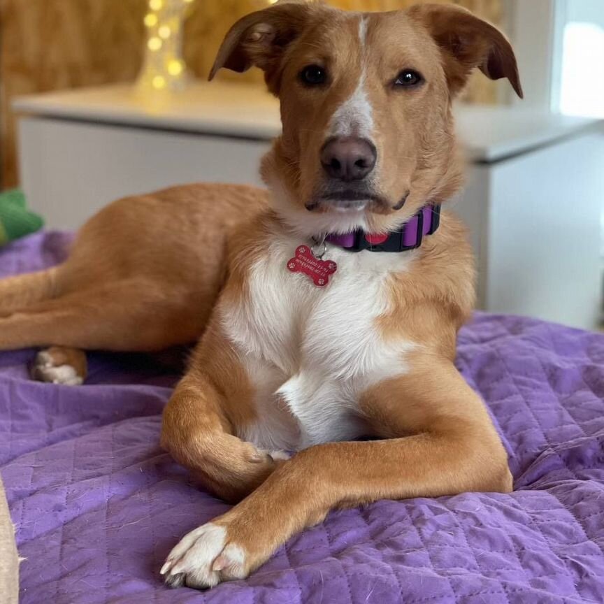 Лабрадор-ретривер, щенок