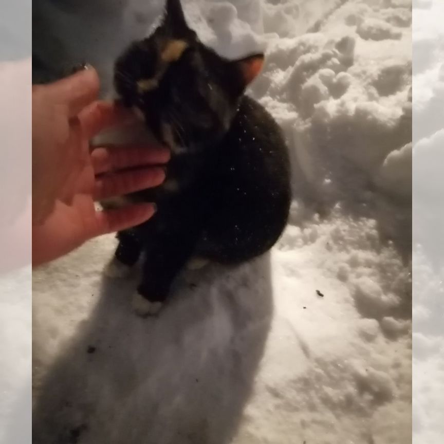 Взрослая, кошка в добрые руки