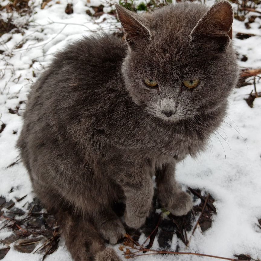 Отдаю в хорошие руки