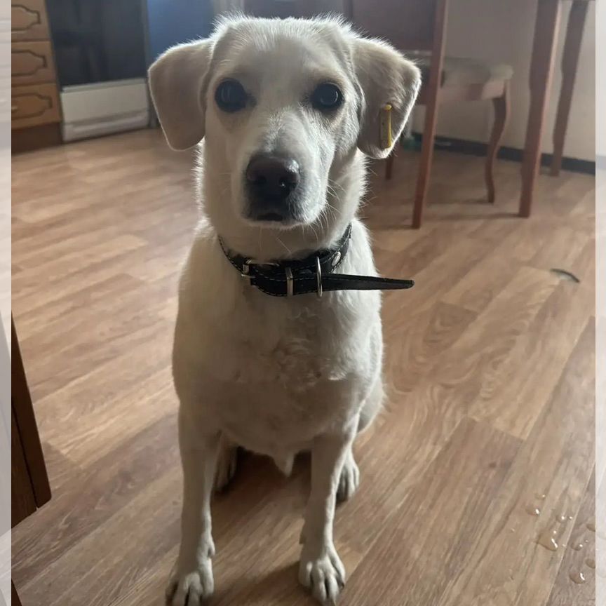 Взрослый пёс в добрые руки