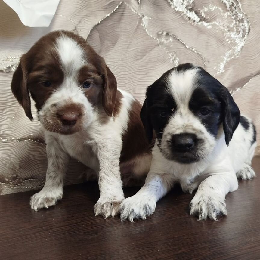 Русский охотничий спаниель, щенок