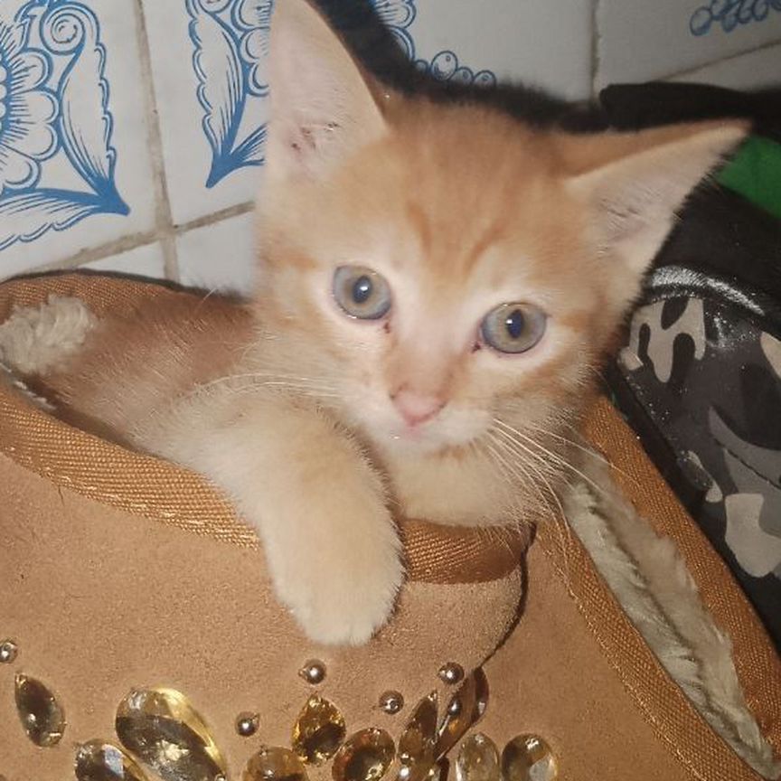 Котёнок в добрые руки