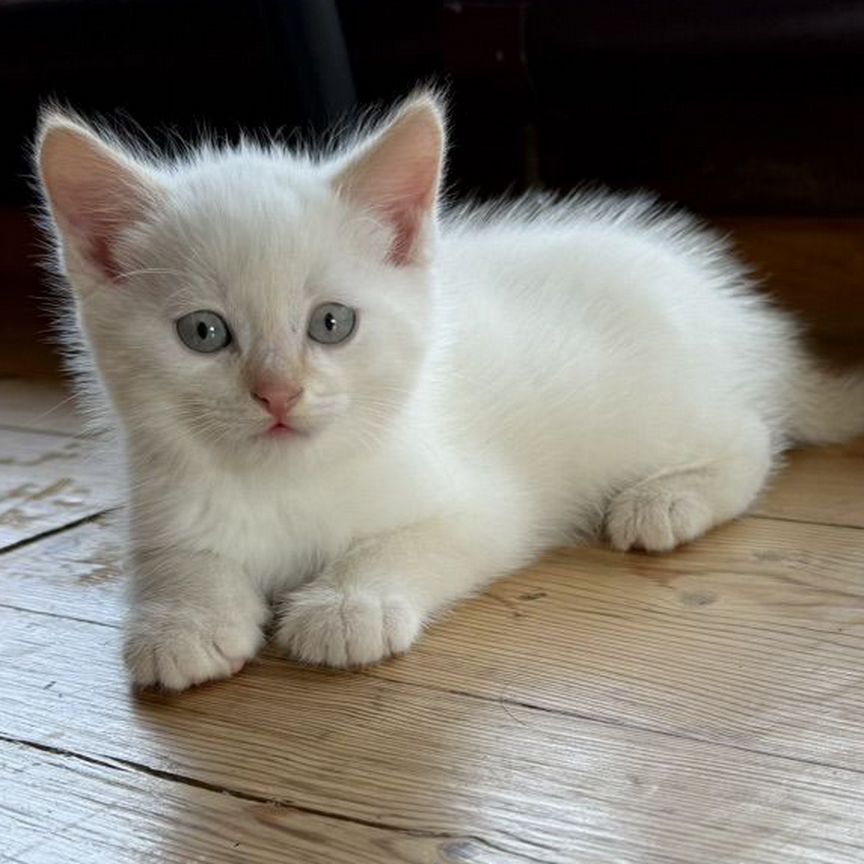 Шотландский вислоухий короткошёрстный котёнок