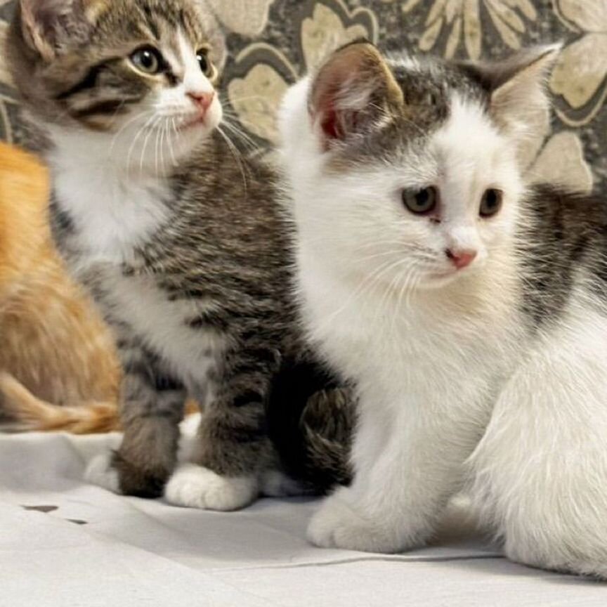 Котята в очень добрые руки