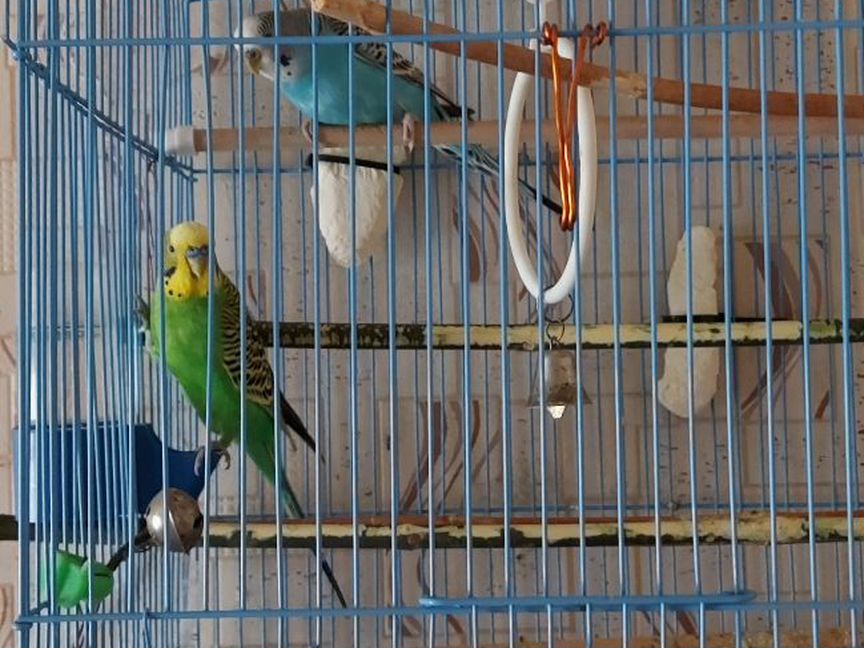 2 попугая с клеткой