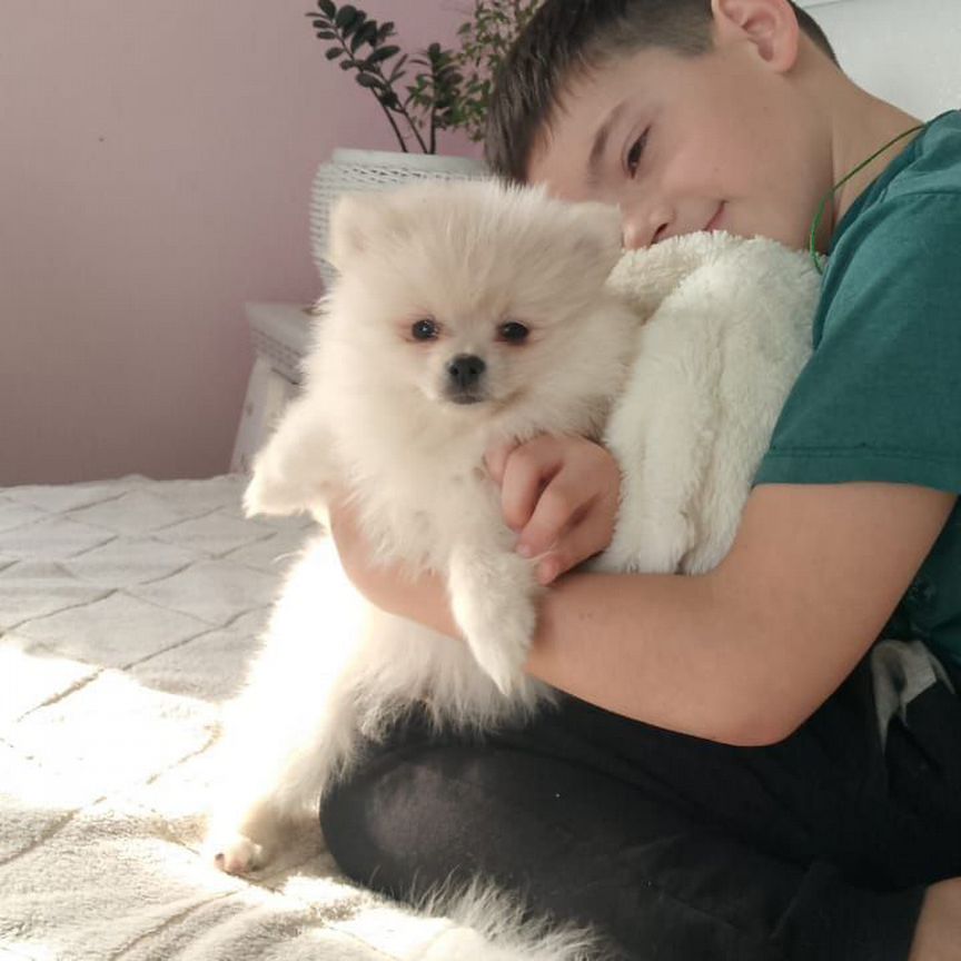 Шпиц