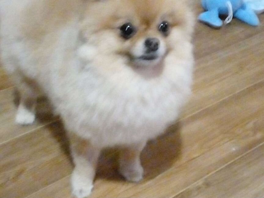 Померанский шпиц мини