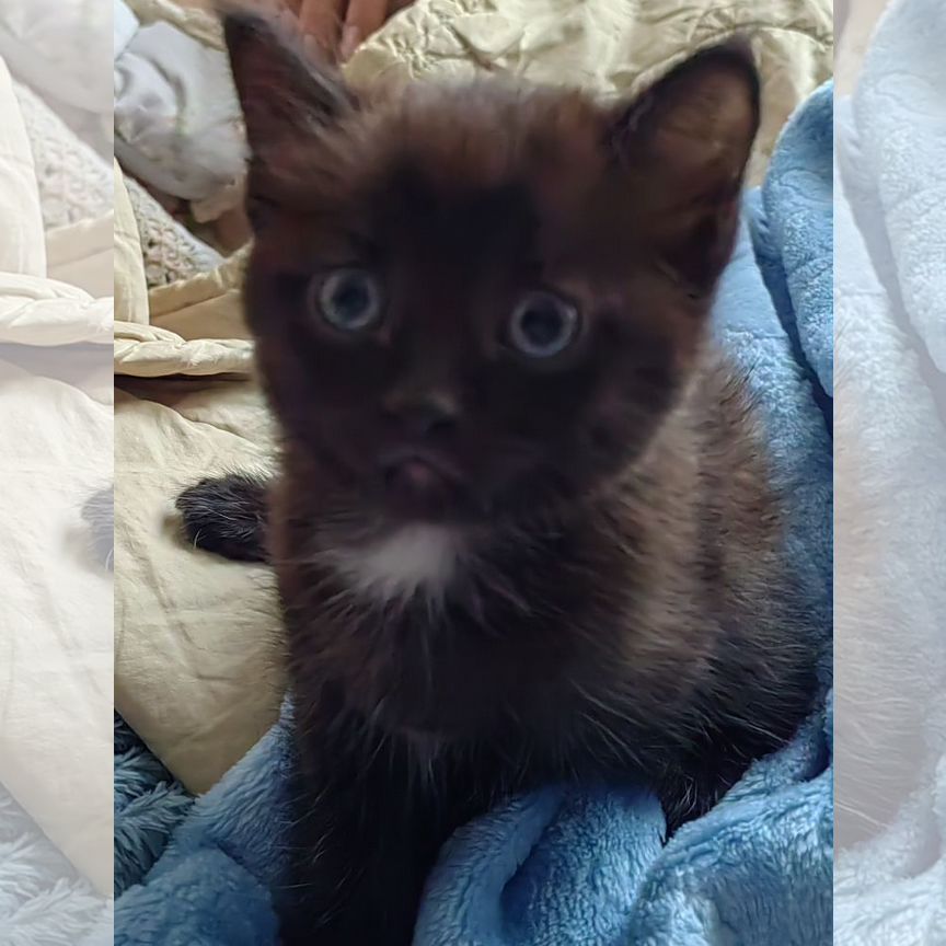Котята в добрые руки бесплатно девочка