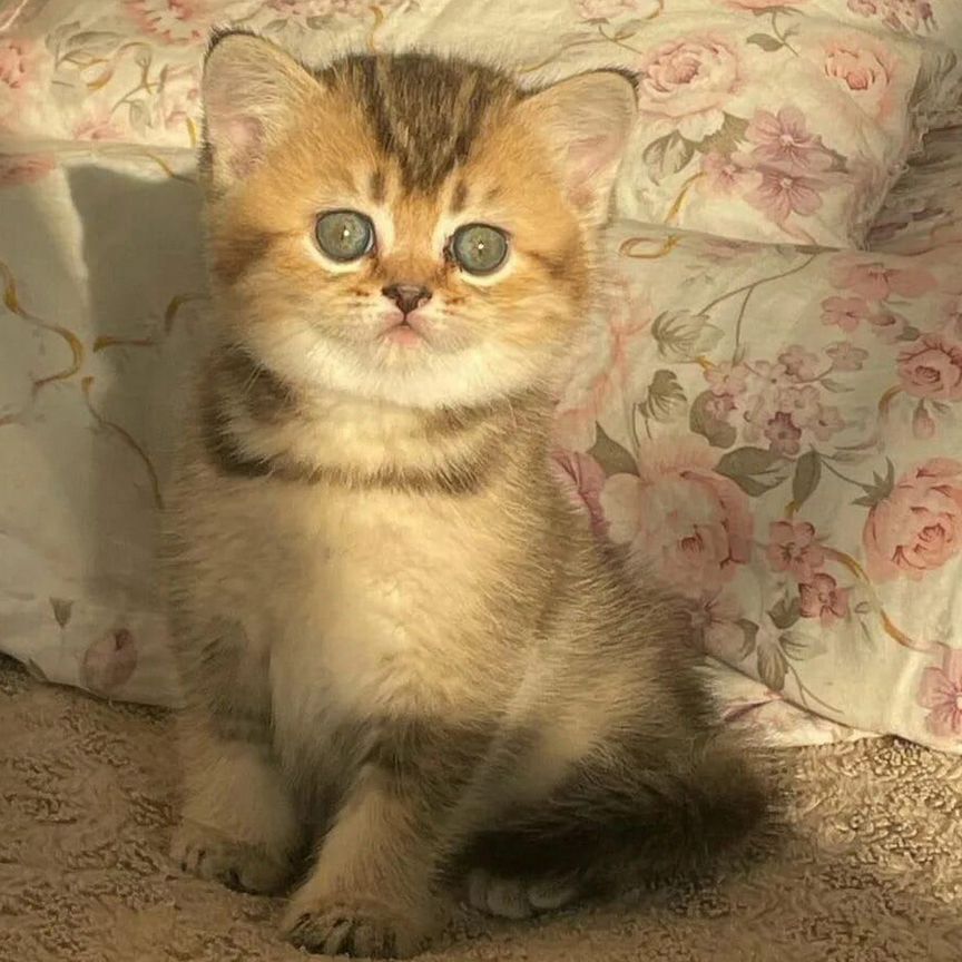 Шотландские золотые малыши