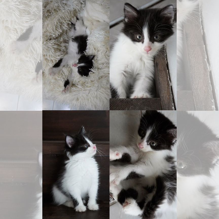 Котенок в добрые руки