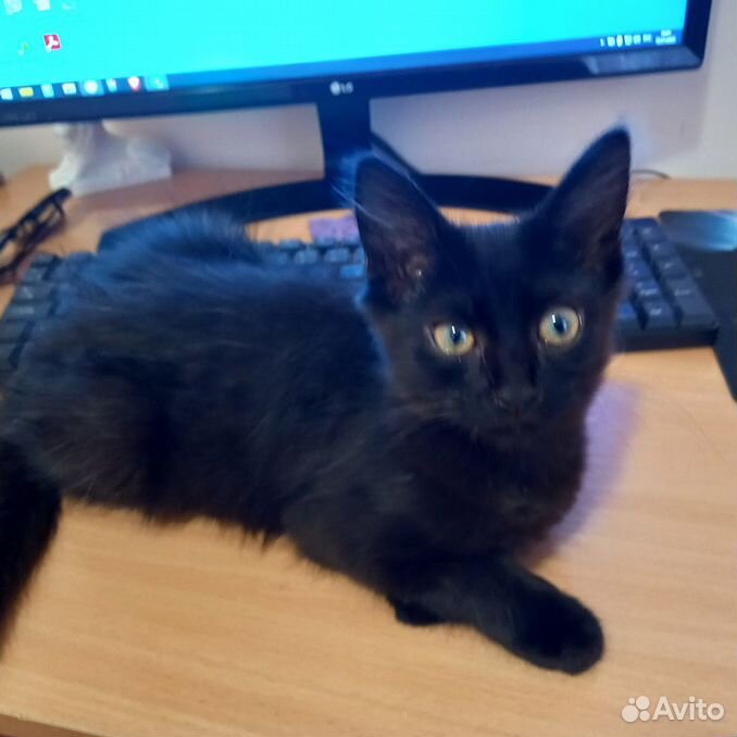 Умный, ласковый котенок 2,5 мес ищет добрых хозяев