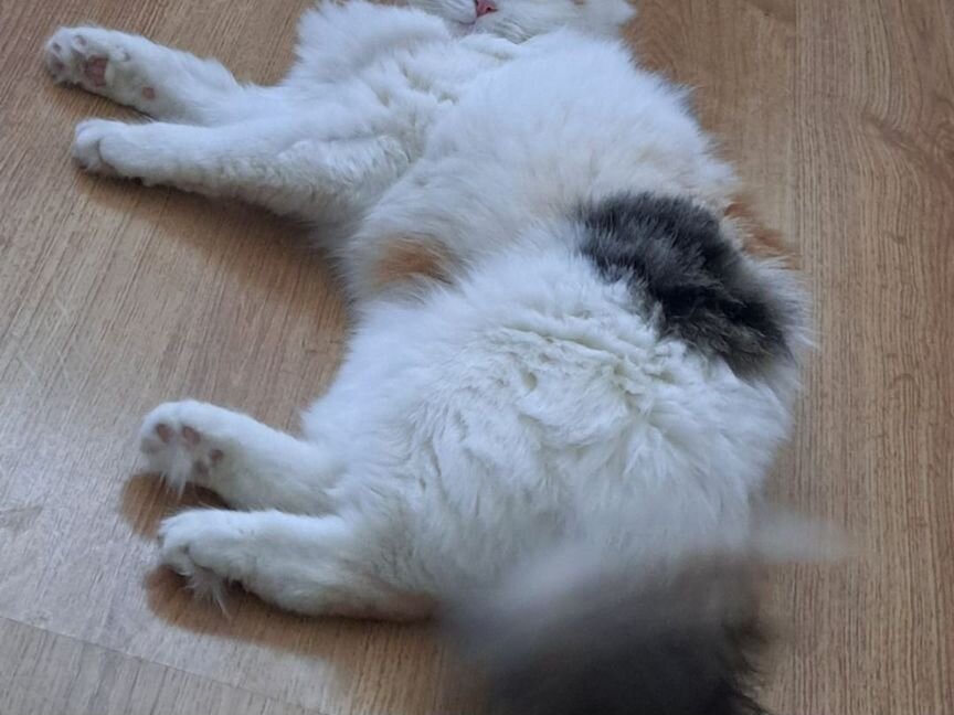 Кошечка Софи из приюта ищет дом