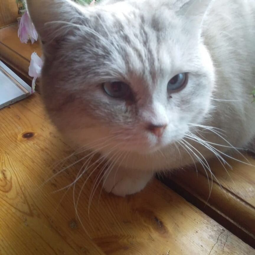 Тайский котик
