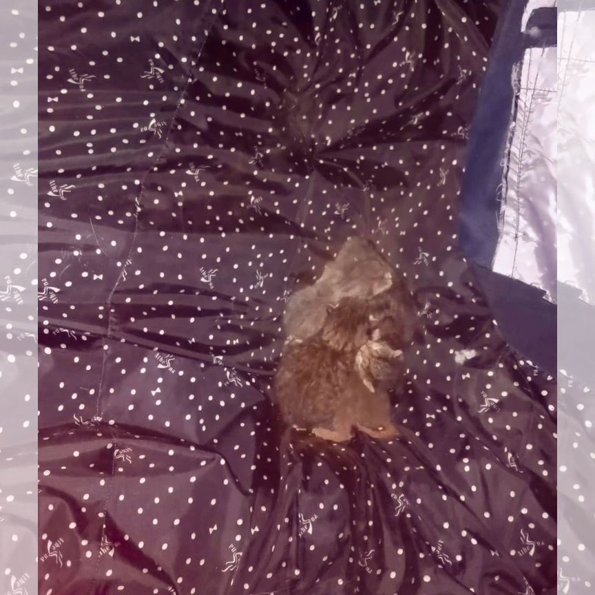 Ищу временный дом кошке с котятами