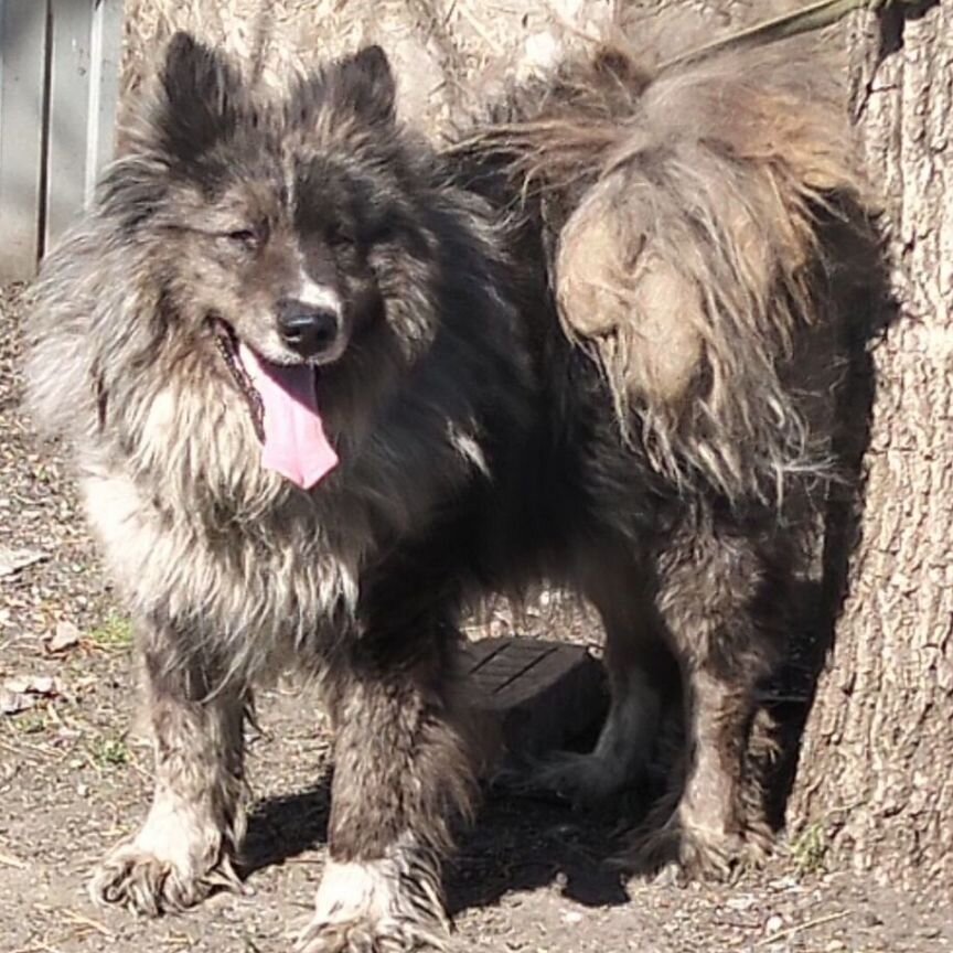 Колли, взрослый пёс