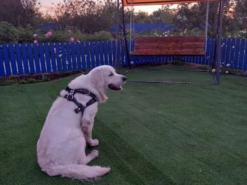 Золотистый ретривер вязка