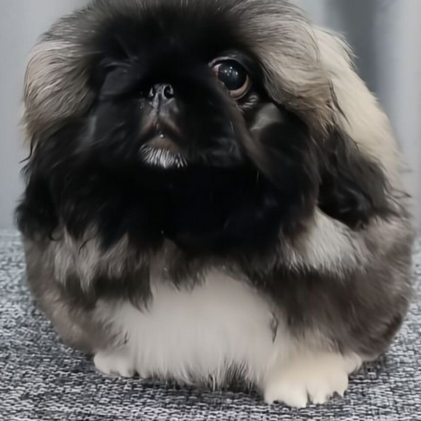 Пекинес, щенок