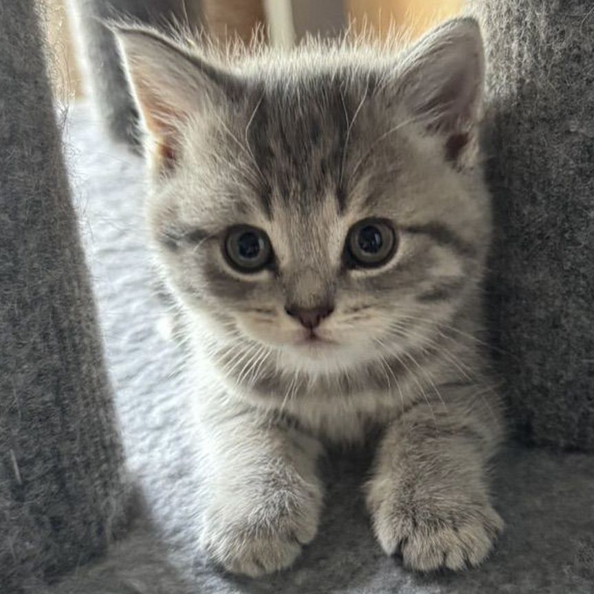 Шотландские прямоухие котята