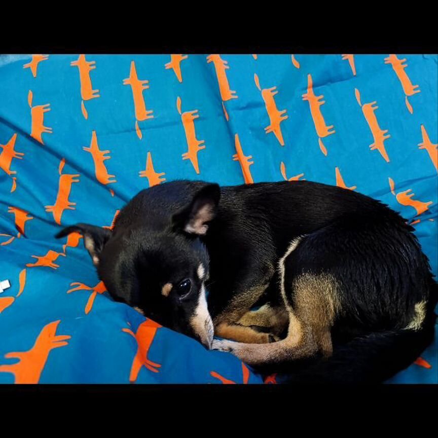 Щенок в добрые руки бесплатно