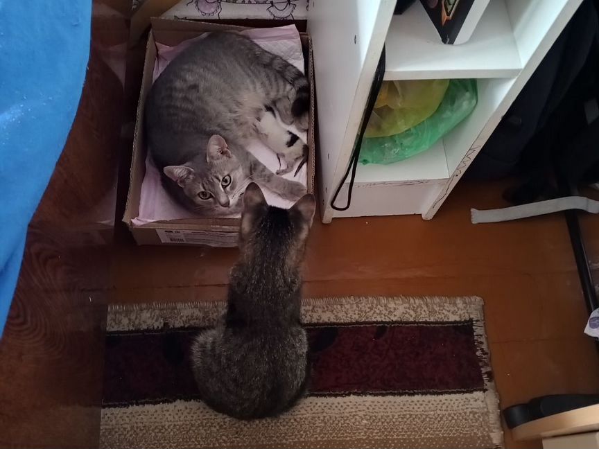 Дымчатая кошка в добрые руки