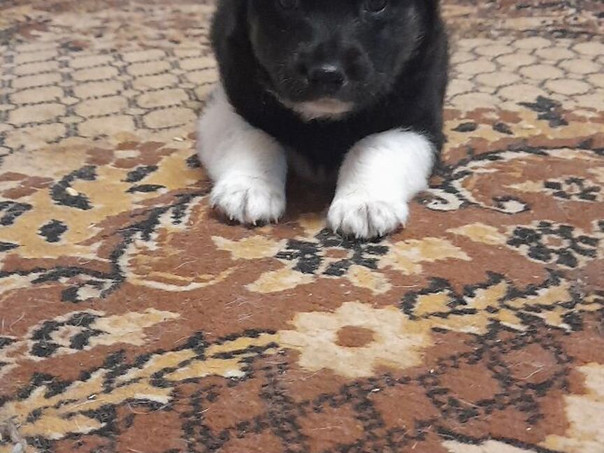 Продаётся щенок