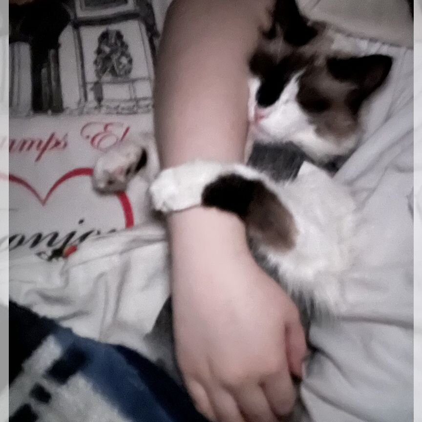 Сиамская, взрослая кошка