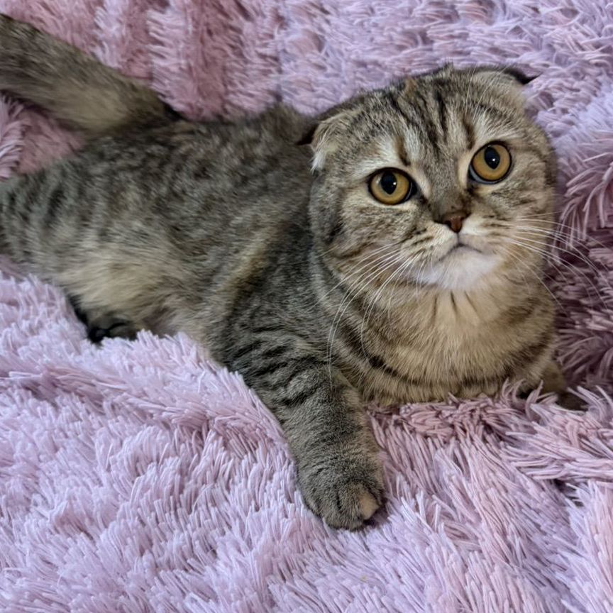 Шотландский вислоухий длинношёрстный котёнок