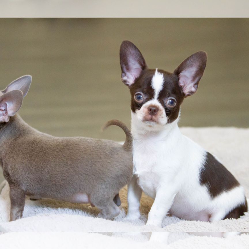 Курносый мальчик. Щенки чихуахуа
