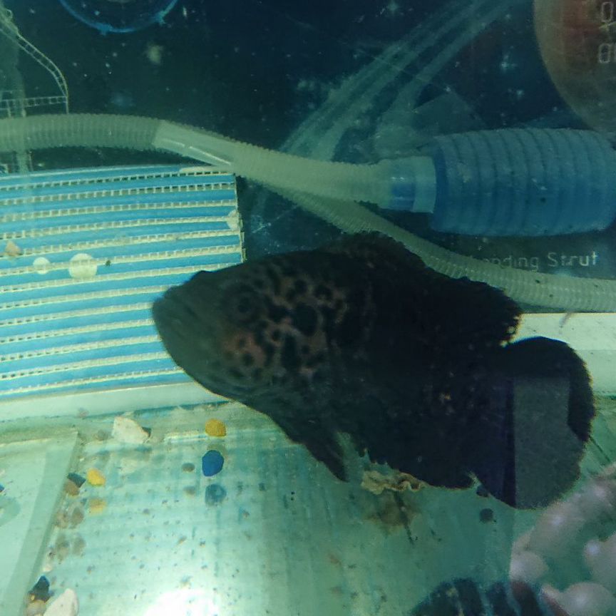 Астронотус