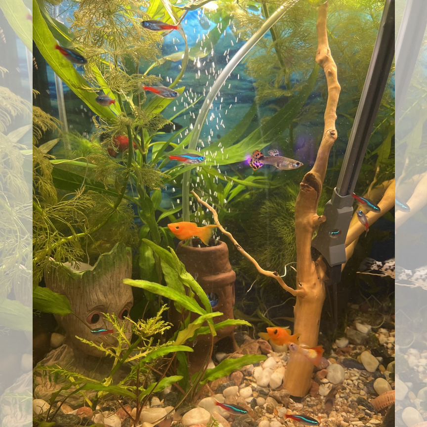 Обмен рыбками на растения или рыб побольше