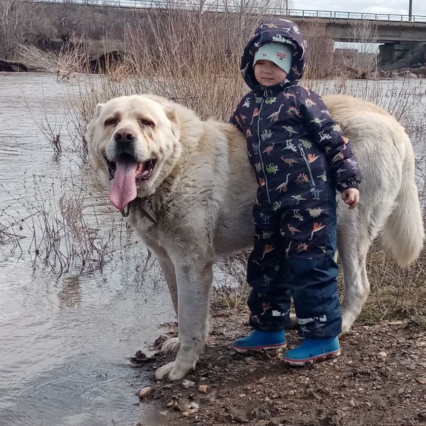 Кавказский волкодав