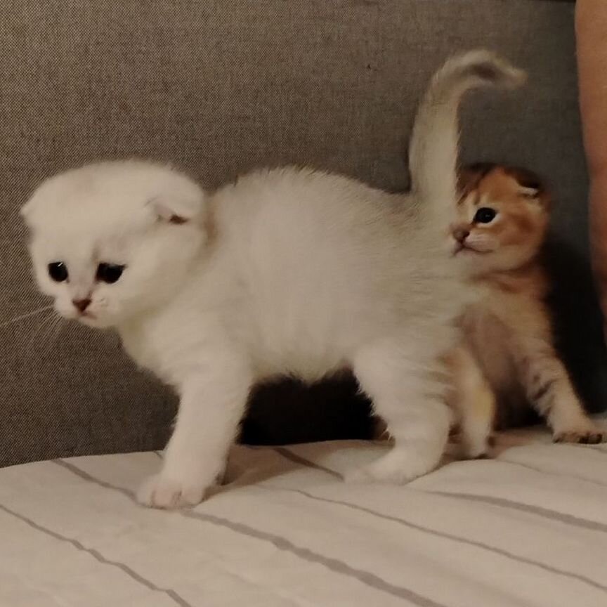Шотландский вислоухий короткошёрстный котёнок