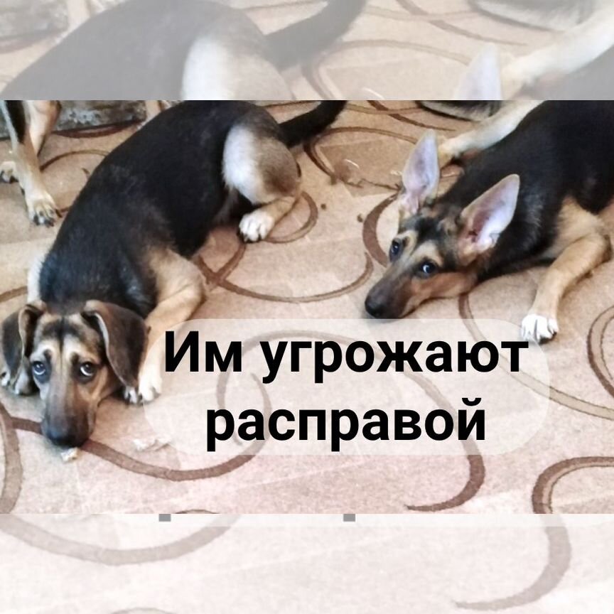 Щенок в добрые руки