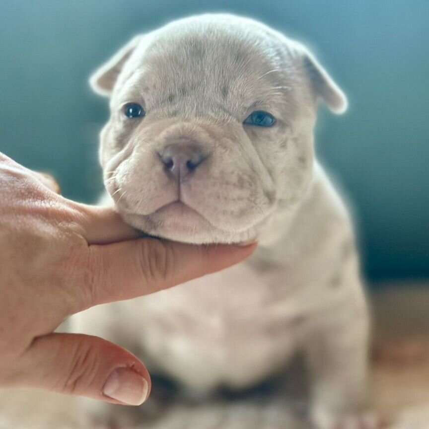 Американский булли, щенок