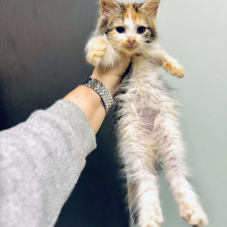 Котенок девочка