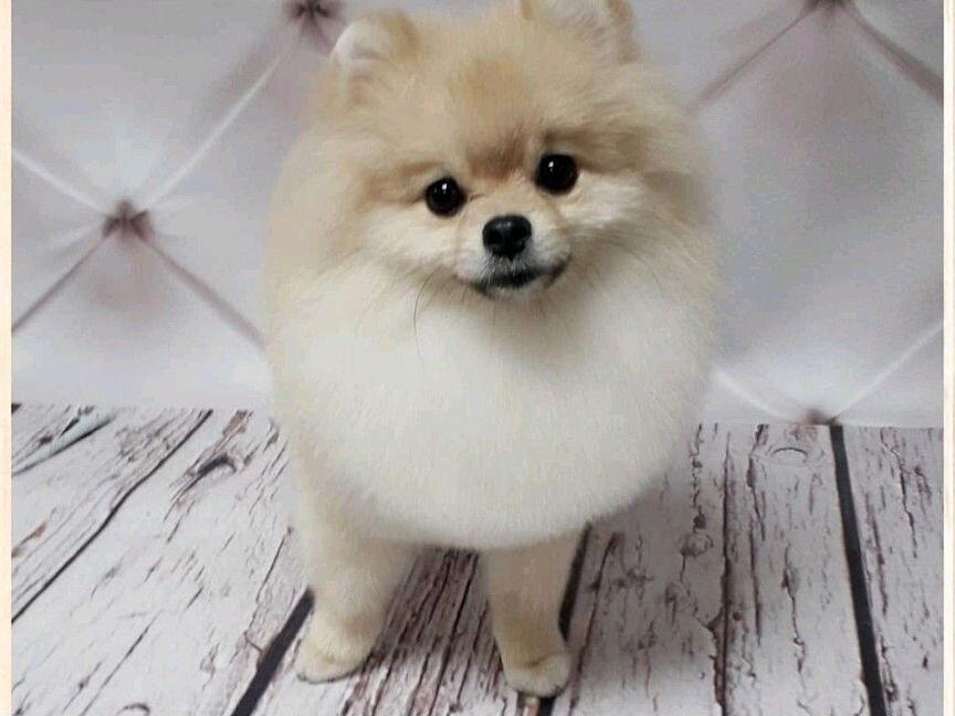 Шпищ ищет подругу для вязки