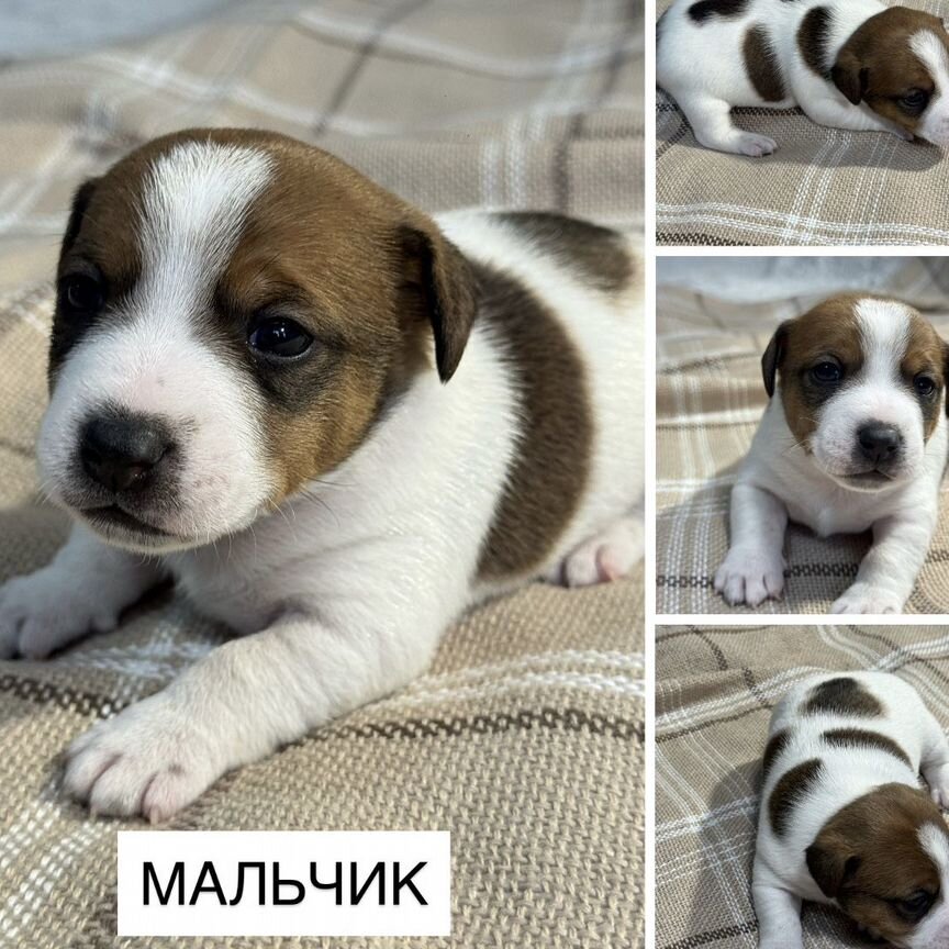 Джек-рассел-терьер, щенок