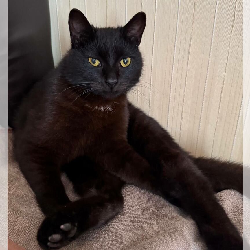 Кот в добрые руки