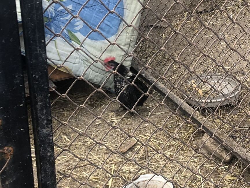 Карликовые кохинхины