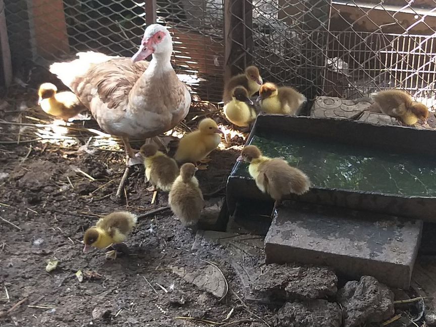 Индоутки с утятами
