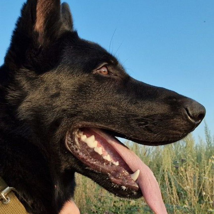 Немецкая овчарка вязка кобель