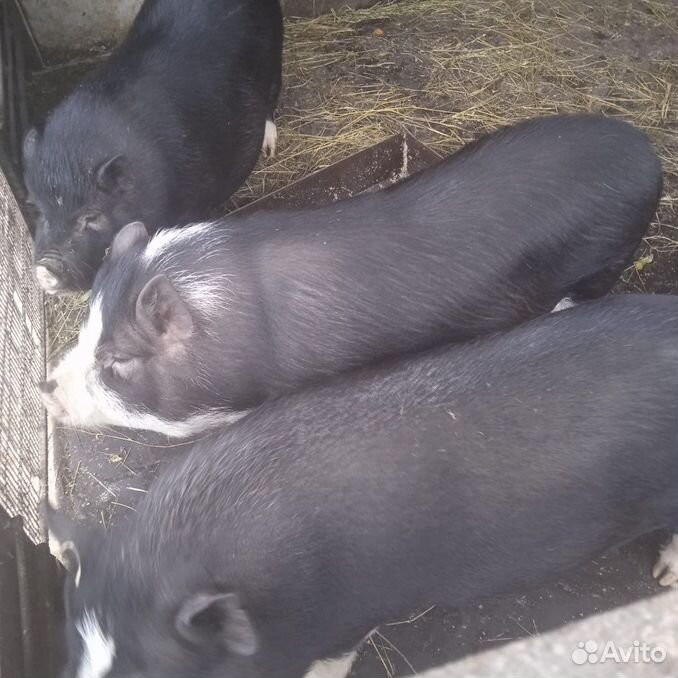 Вьетнамские свиньи